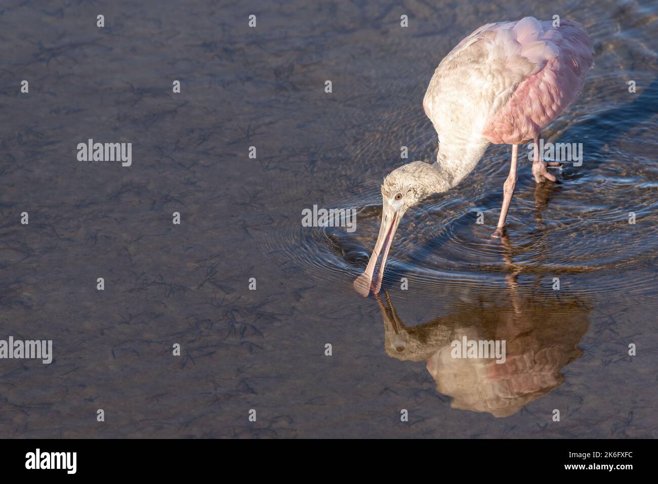 Roseate Spoonbill bird In Shallow Water Searching For Food Stock Photo ...