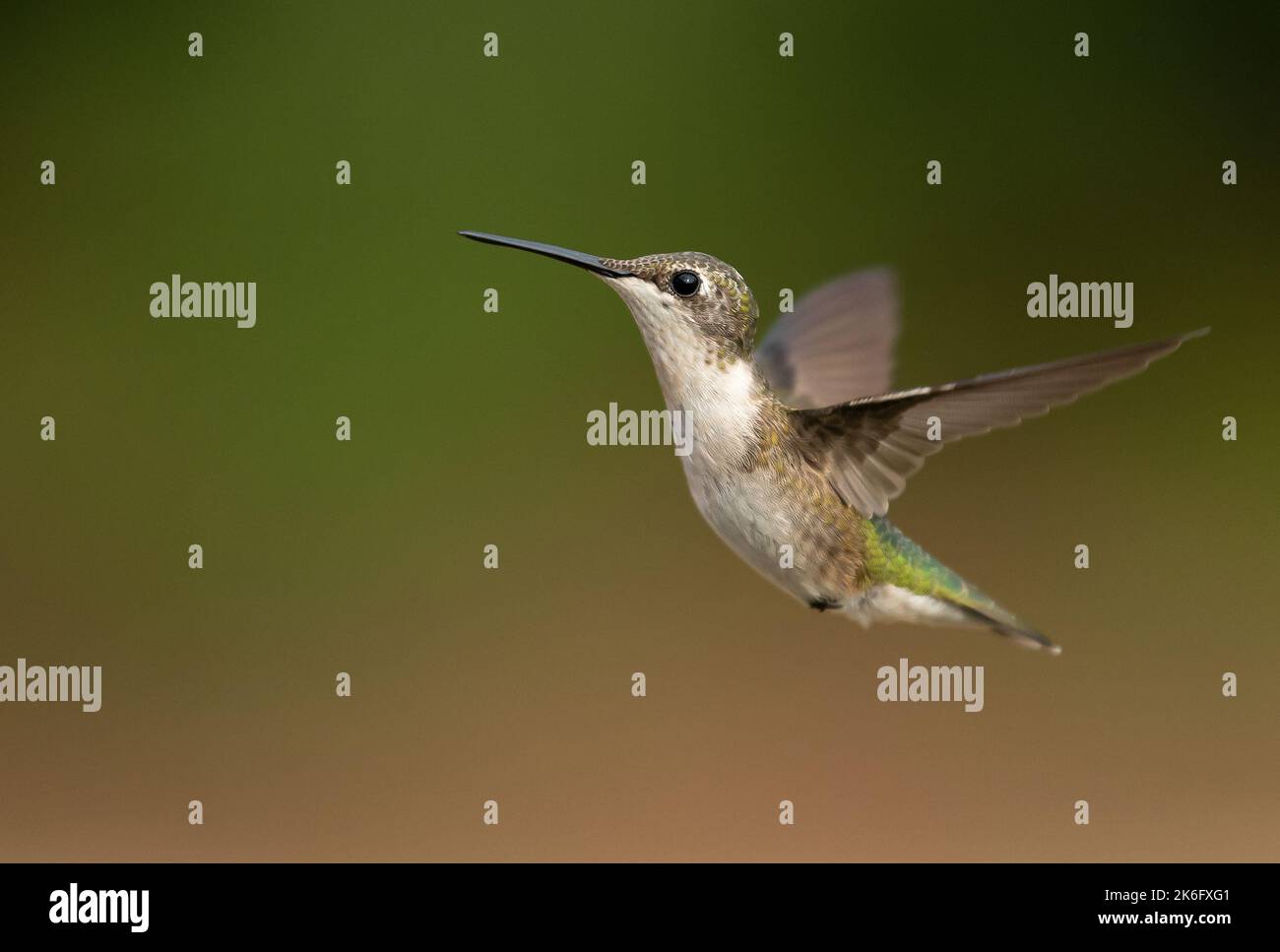 Ruby-throated Hummingbird, Female, Hovering With Tongue Out, Looking ...