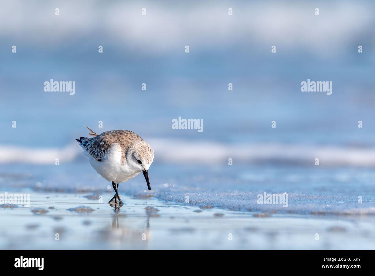 Sanderling Walking Along The Beach, Looking Down, Blurred Ocean Waves ...