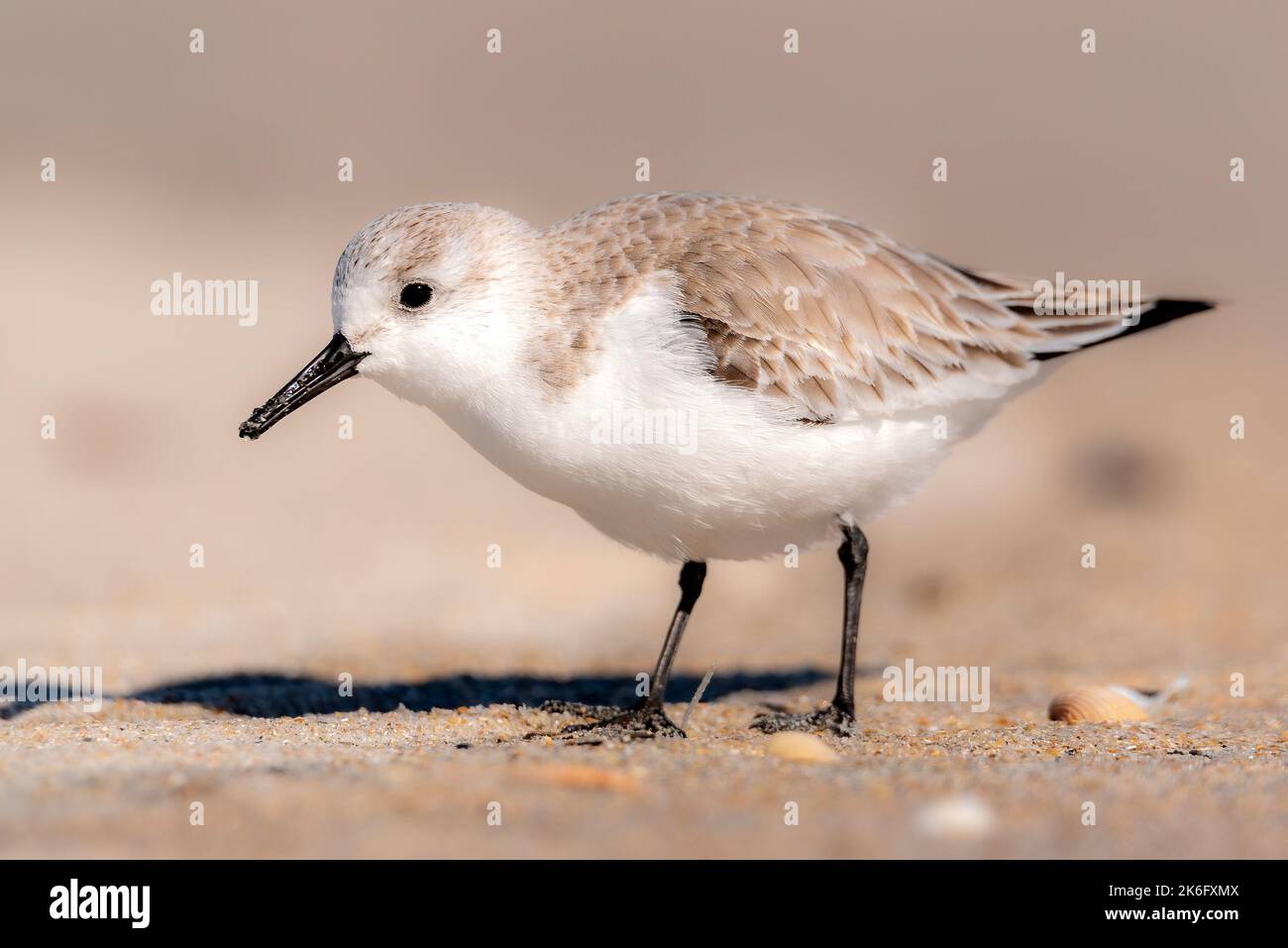 Sanderling Bird Standing On A Sandy Beach, Looking Down Stock Photo - Alamy