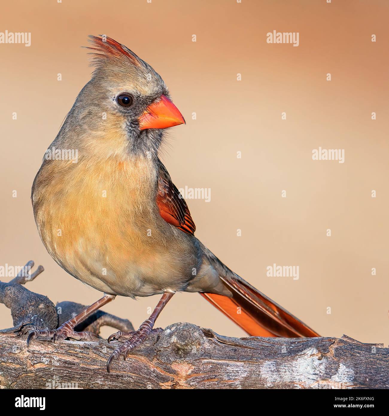 Female cardinal hi-res stock photography and images - Alamy