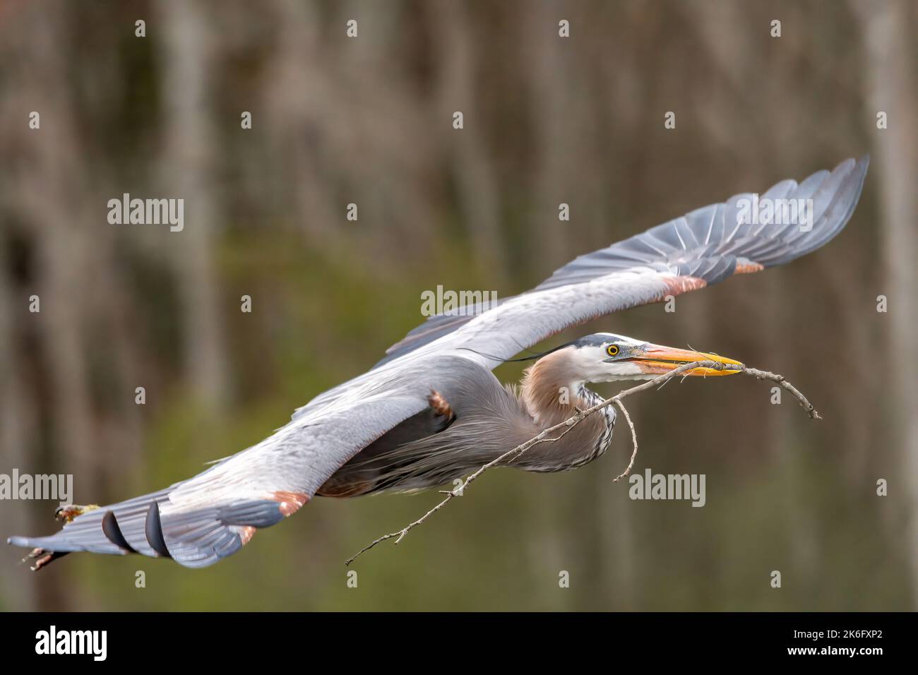 Blue heron flying hi-res stock photography and images - Alamy