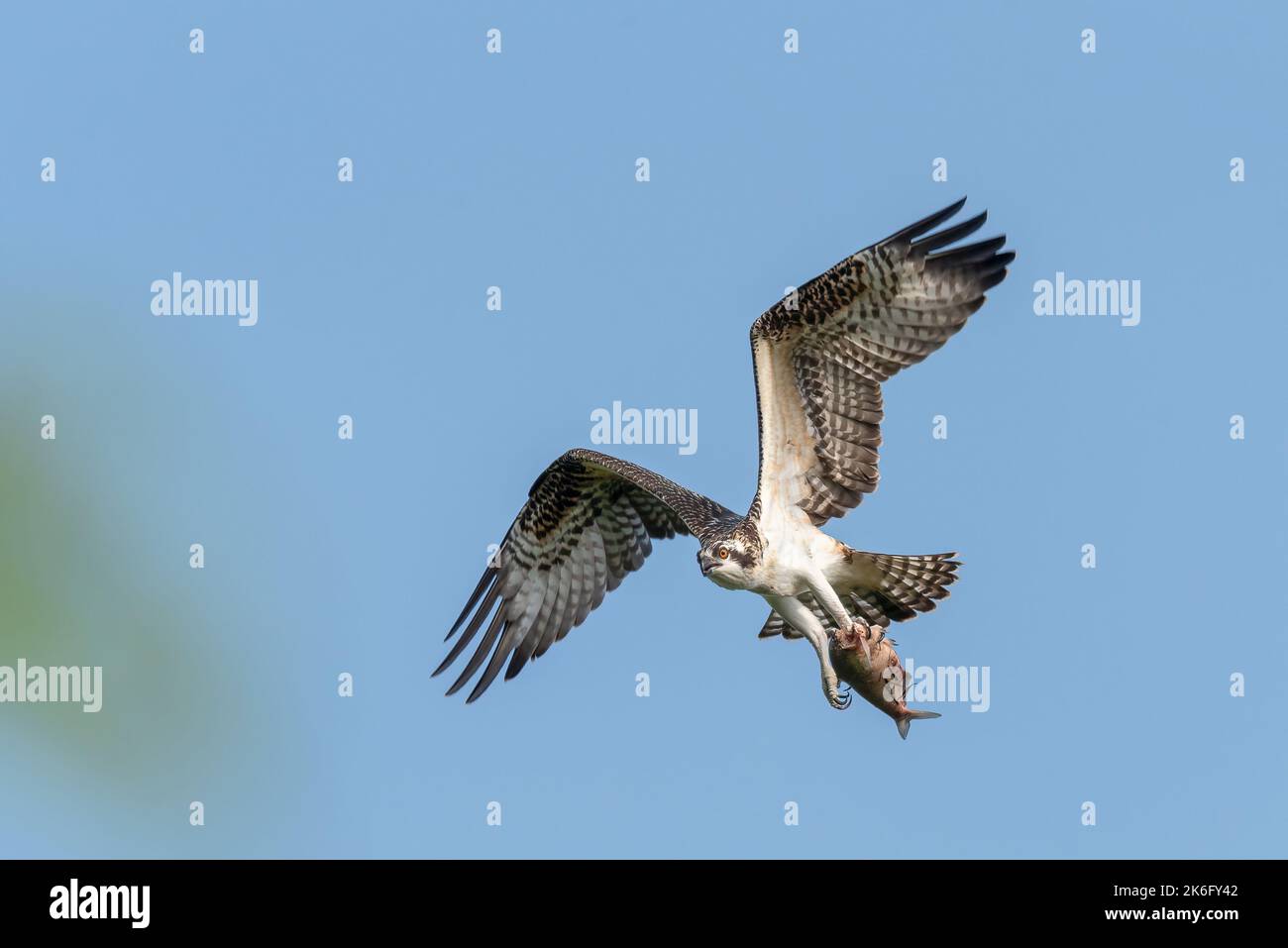 Flying Osprey with Headless Fish, Blue Sky Background Stock Photo - Alamy