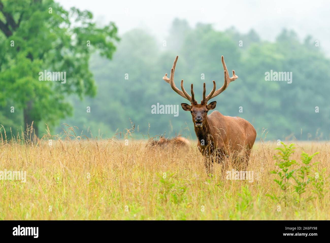 Large, Male Bull Elk in Field of Tall Grass with Trees In The ...