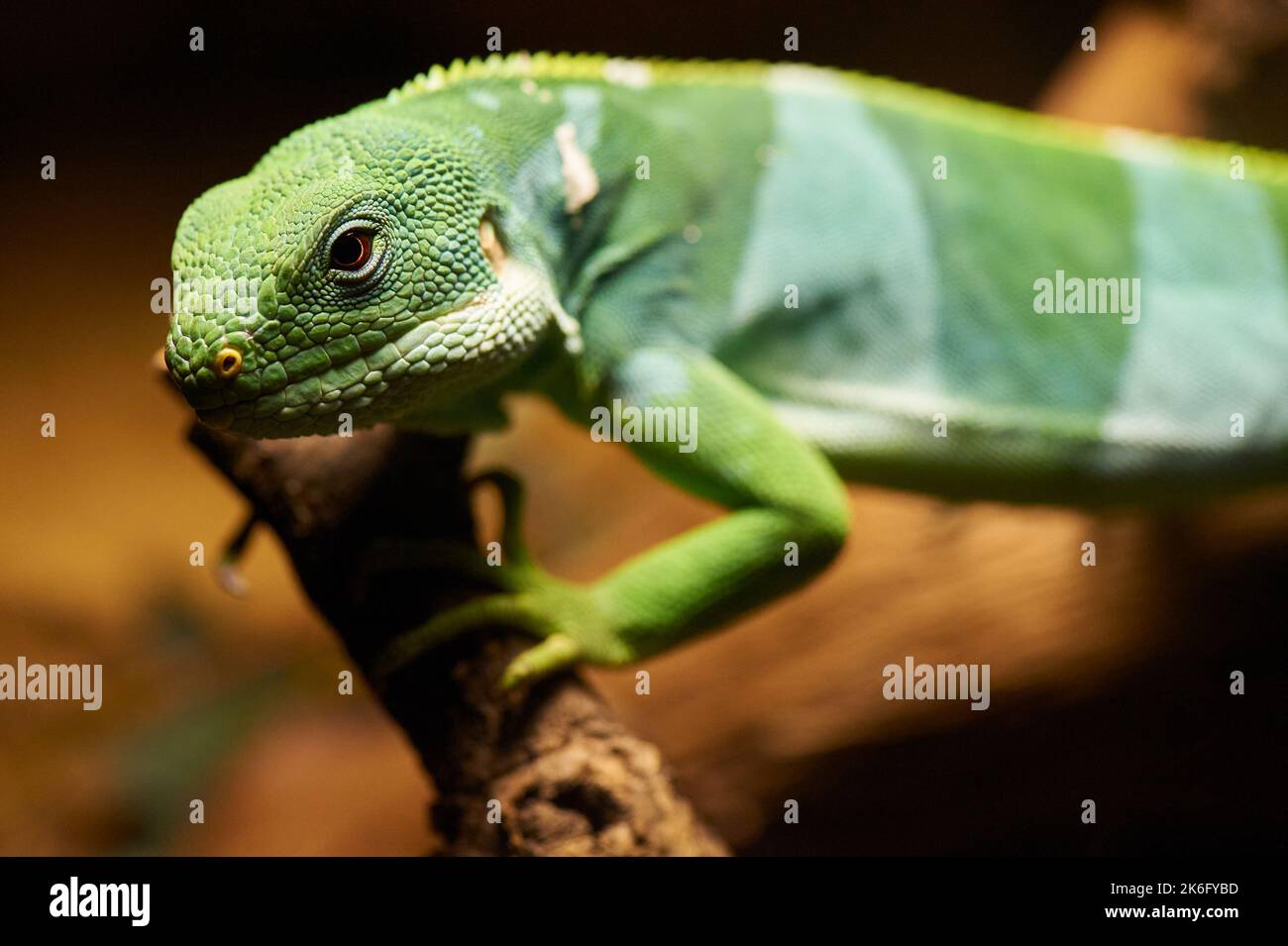 Green dragon on a tree branch Stock Photo - Alamy
