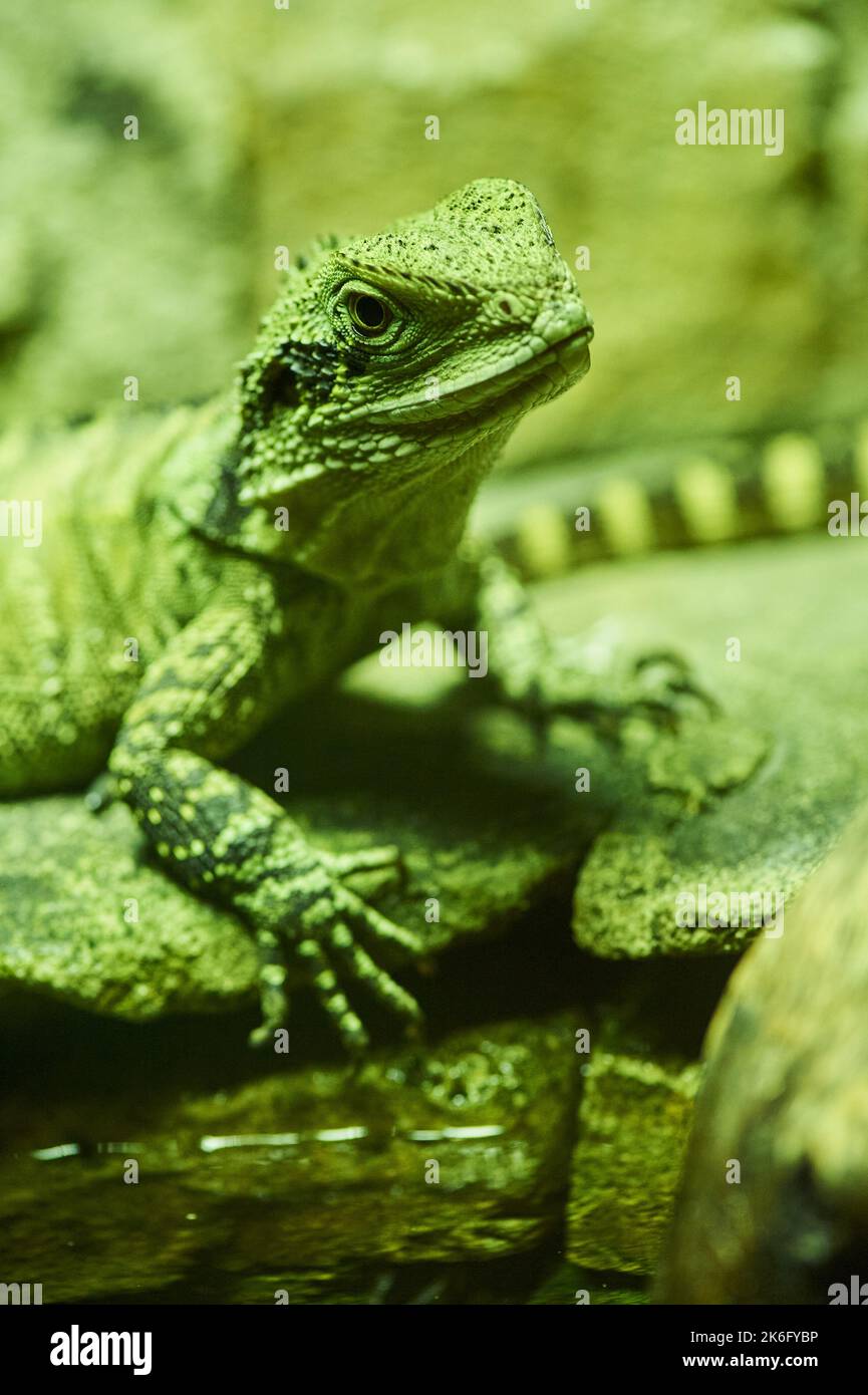 Green dragon on a tree branch Stock Photo - Alamy