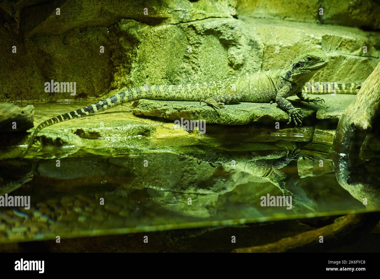 Green dragon on a tree branch Stock Photo - Alamy