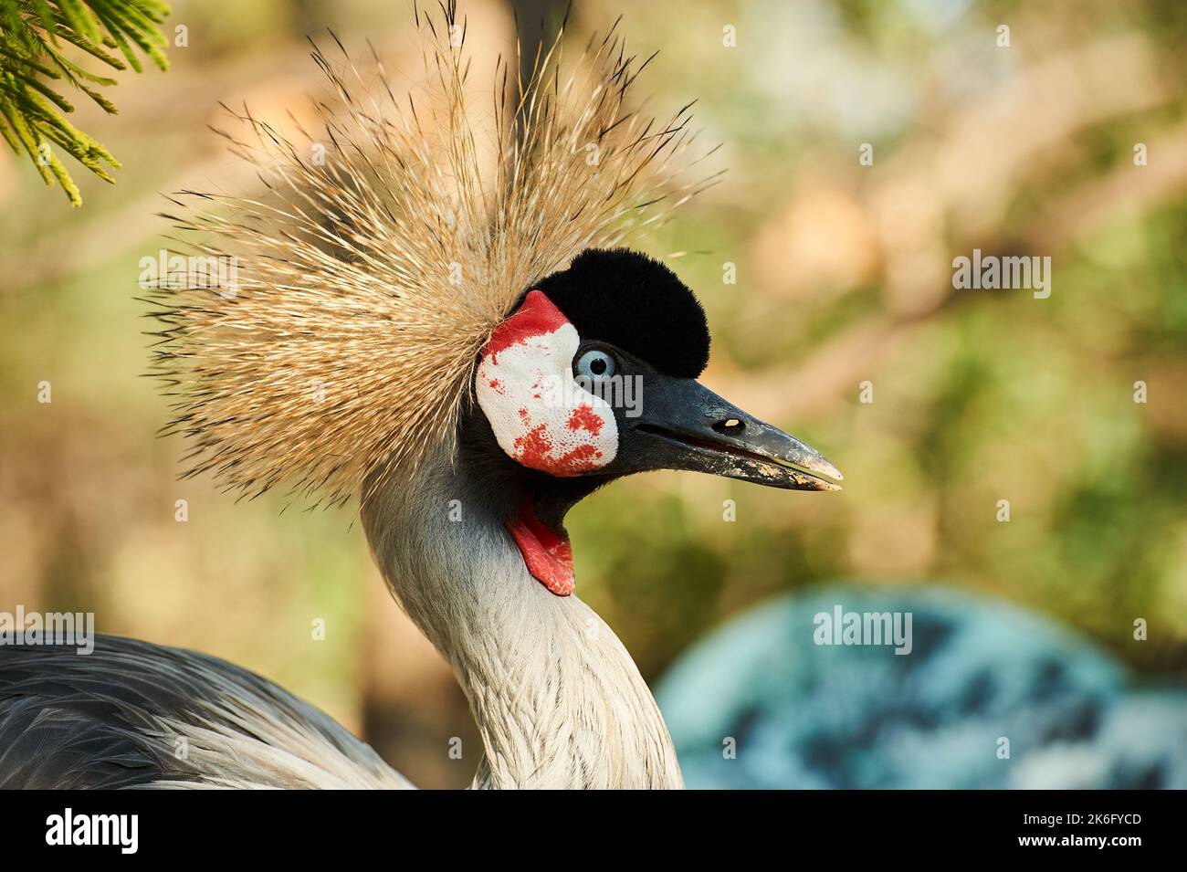 Crane eye hi-res stock photography and images - Alamy