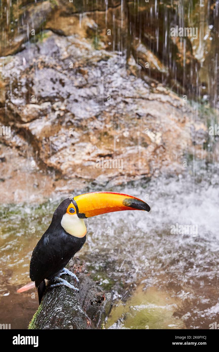 Toco toucan ramphastos exotic hi-res stock photography and images - Alamy