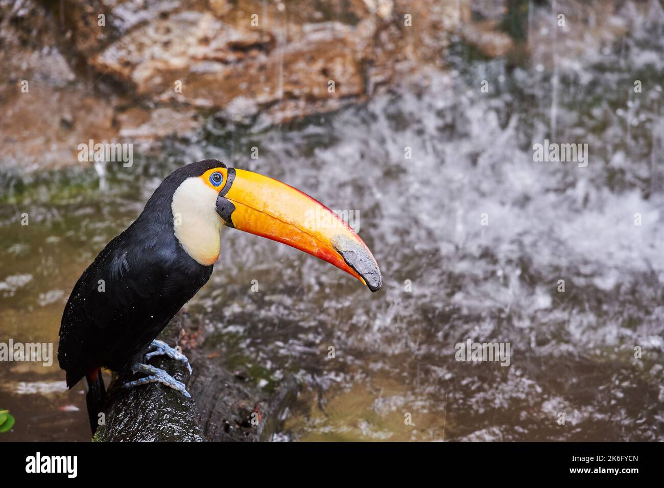 Side view of a toucan, on a stone and a river in the background Stock ...