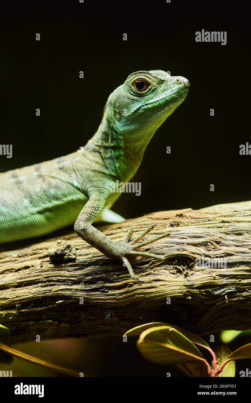 Green dragon on a tree branch Stock Photo - Alamy