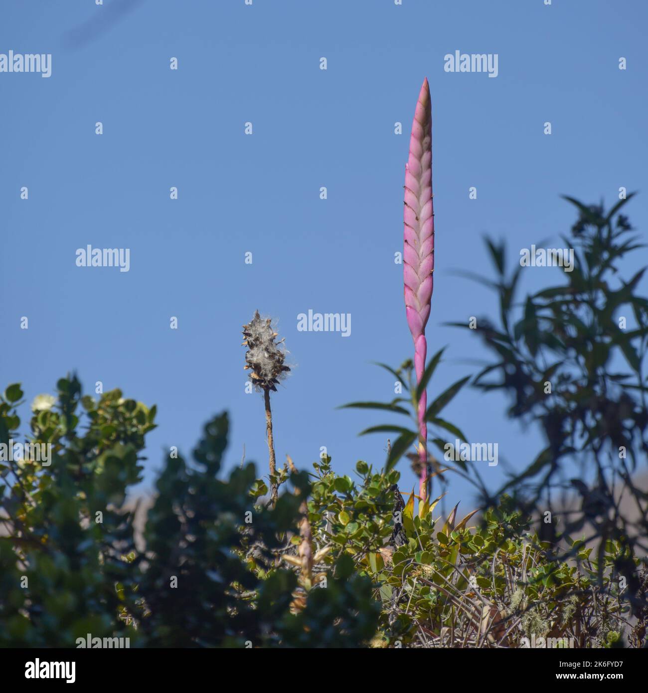 A bromeliad plant grows above trees in the Andes mountains, Cusco, Peru ...