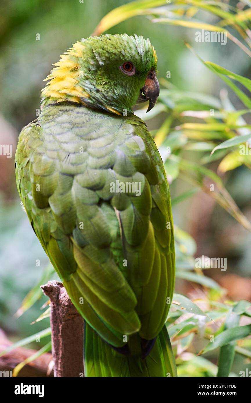 Green parrot on a tree branch Stock Photo - Alamy