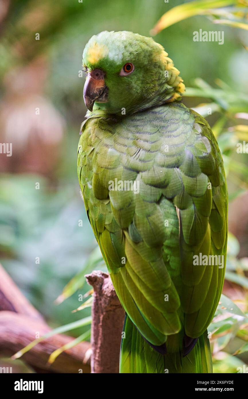 Green parrot on a tree branch Stock Photo - Alamy