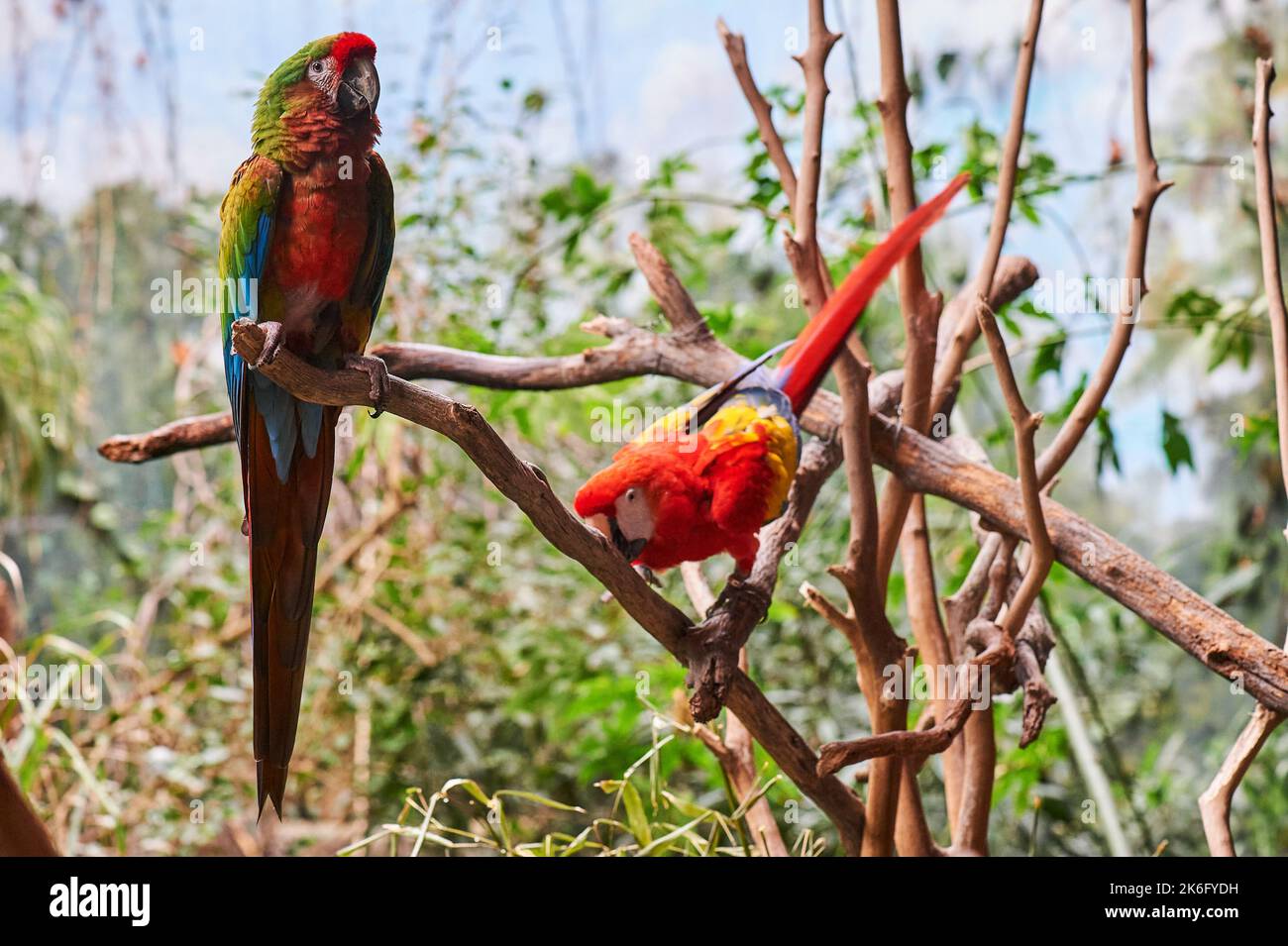 Macaw couple on a tree branch Stock Photo - Alamy