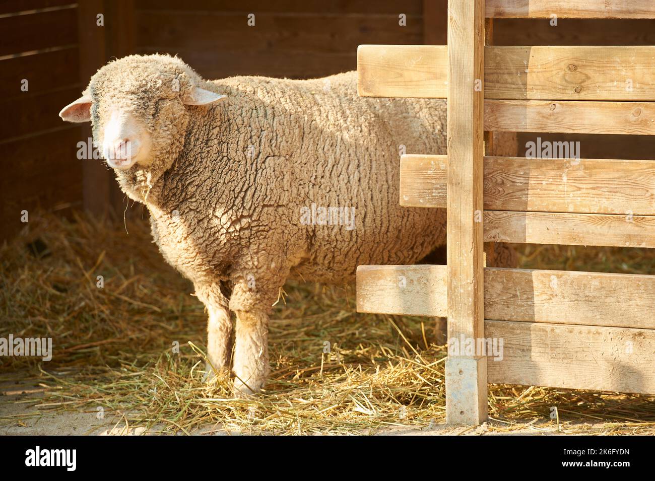 White sheep in its fold Stock Photo - Alamy