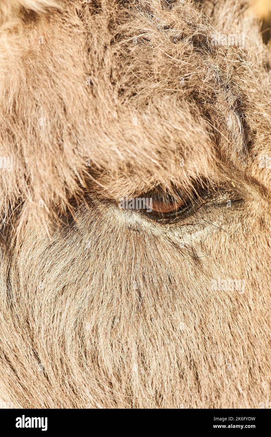 Detail of the eye of a donkey Stock Photo - Alamy