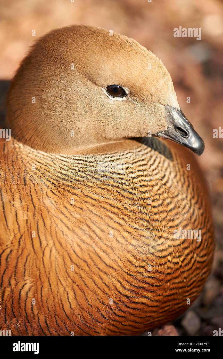 Side detail red goose sitting Stock Photo - Alamy
