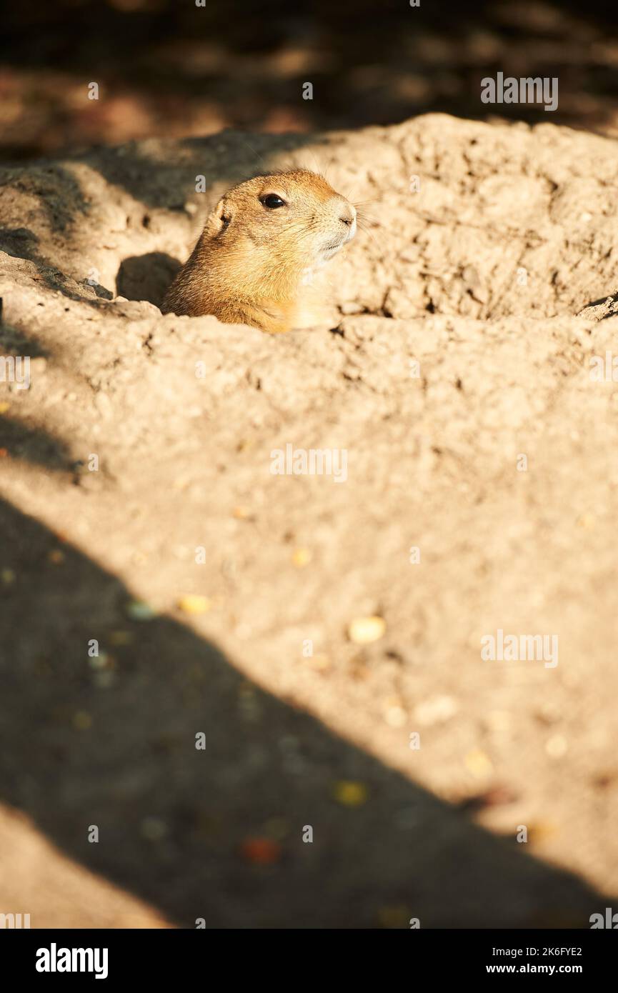Animals burrow hi-res stock photography and images - Alamy