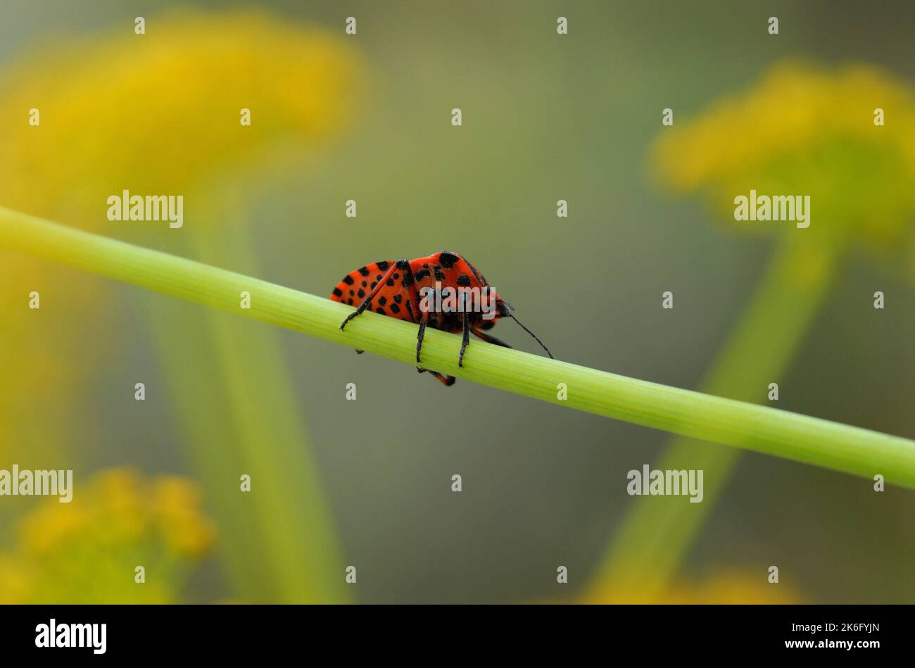 Small red insect on the green branch of a plant Stock Photo - Alamy