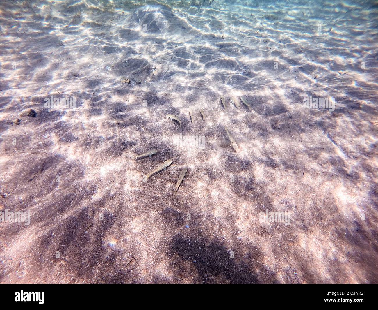 Shoal of Goatfish known as Mullus barbatus underwater on sand sea ...
