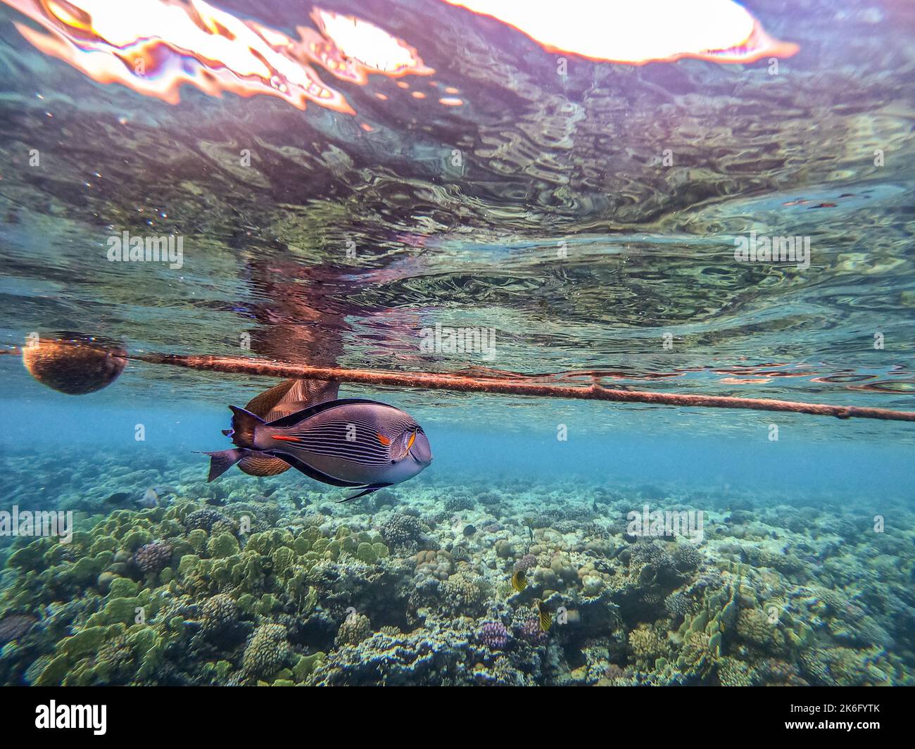 Colorful tropical fish Sohal Surgeon fish (Acanthurus Sohal) tang ...