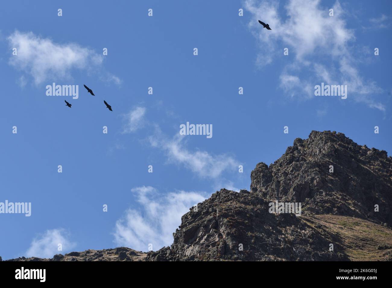 A group of Andean Condors fly above a mountain pass in the Sacred ...