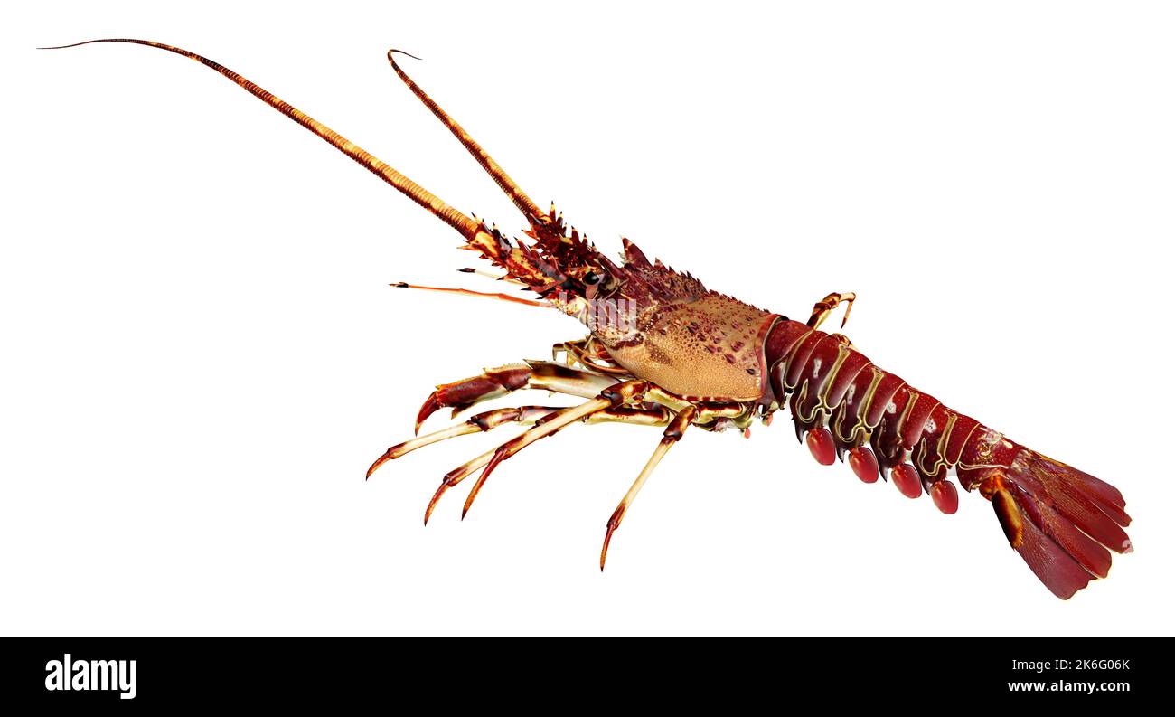 Languste isolated on white background Stock Photo - Alamy