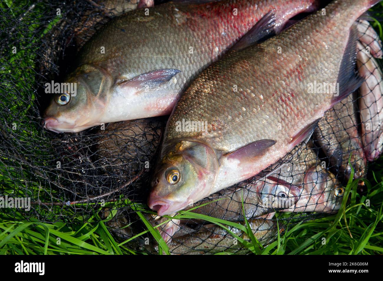 Good catch. Just taken from the water big freshwater common bream known ...