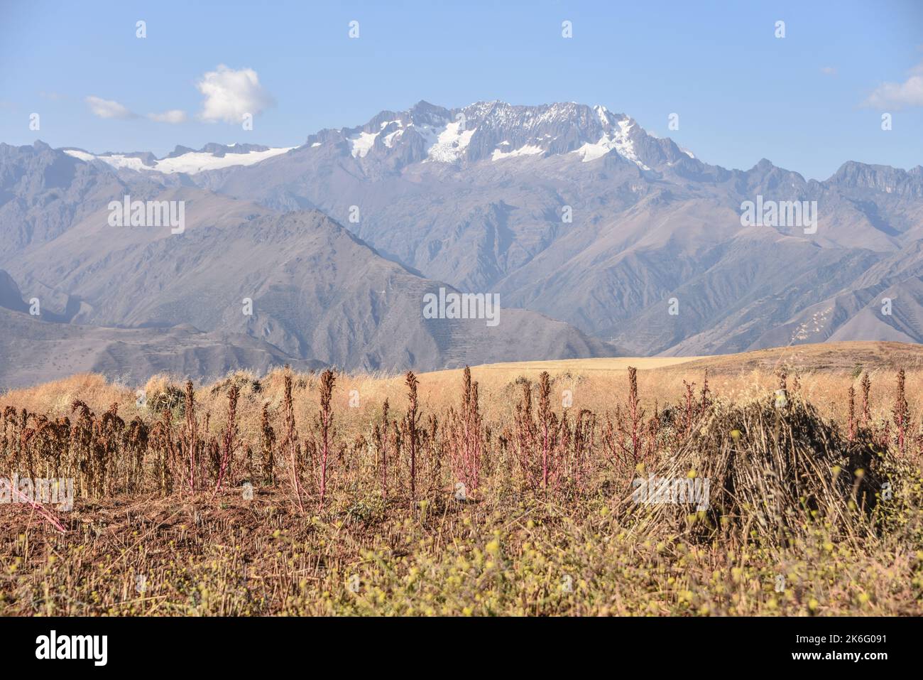 Fields of Maize and Quinoa, Urubamba Valley, Cusco, Peru Stock Photo ...