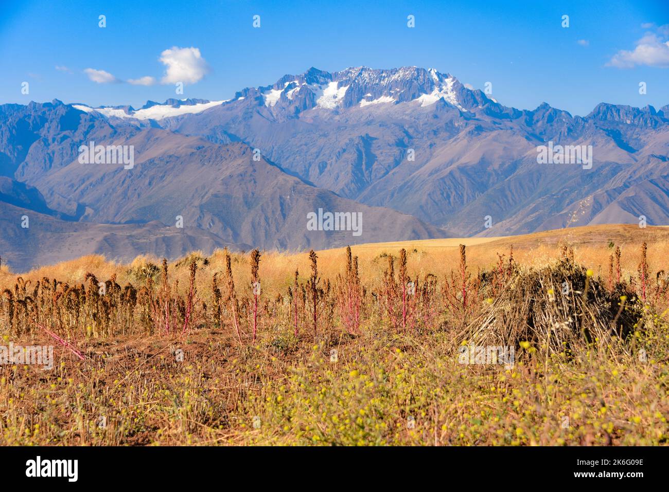 Fields of Maize and Quinoa, Urubamba Valley, Cusco, Peru Stock Photo ...