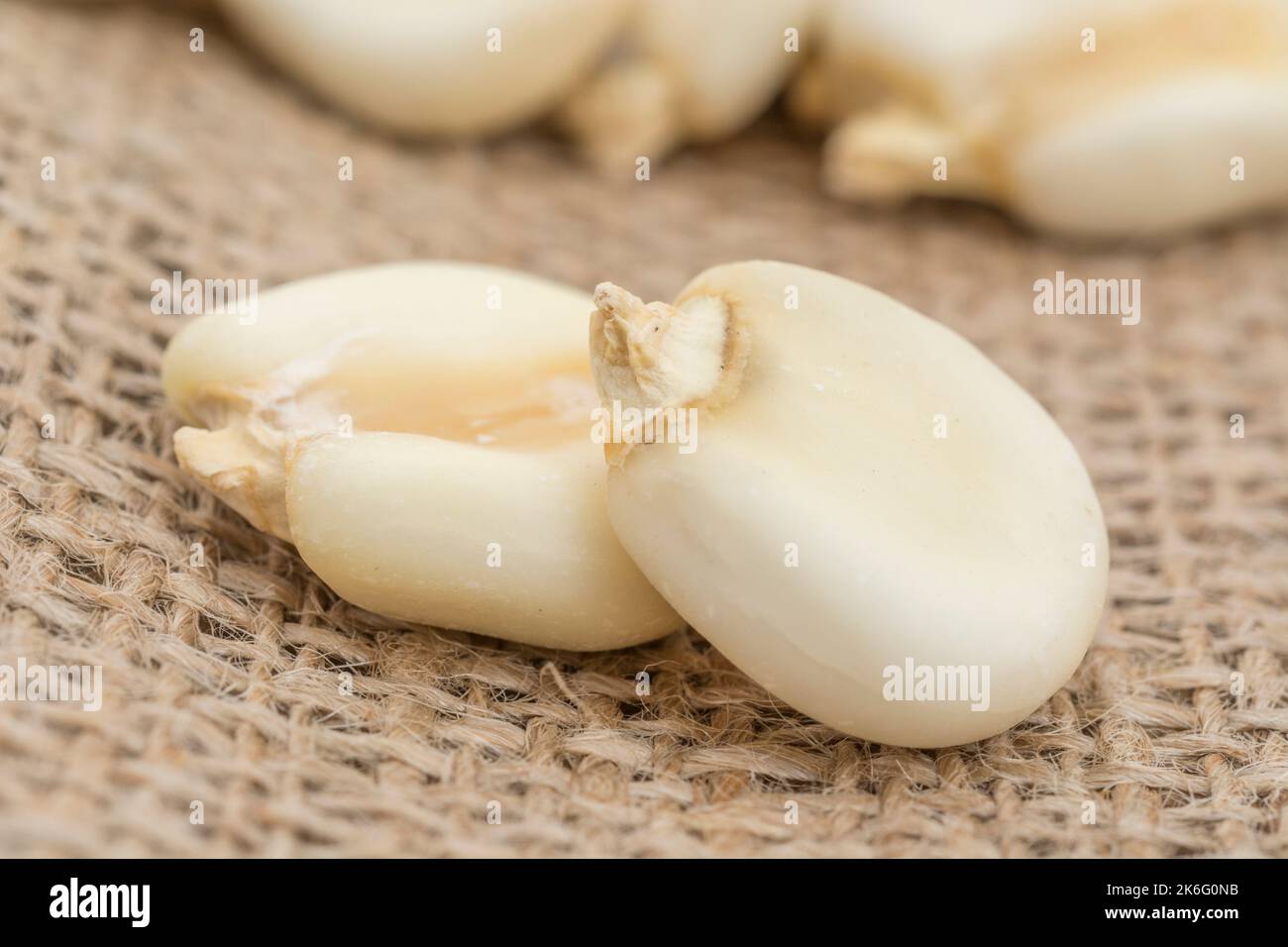 Close-up of dried white Corn / Maize kernels known in Mexico as Mote ...