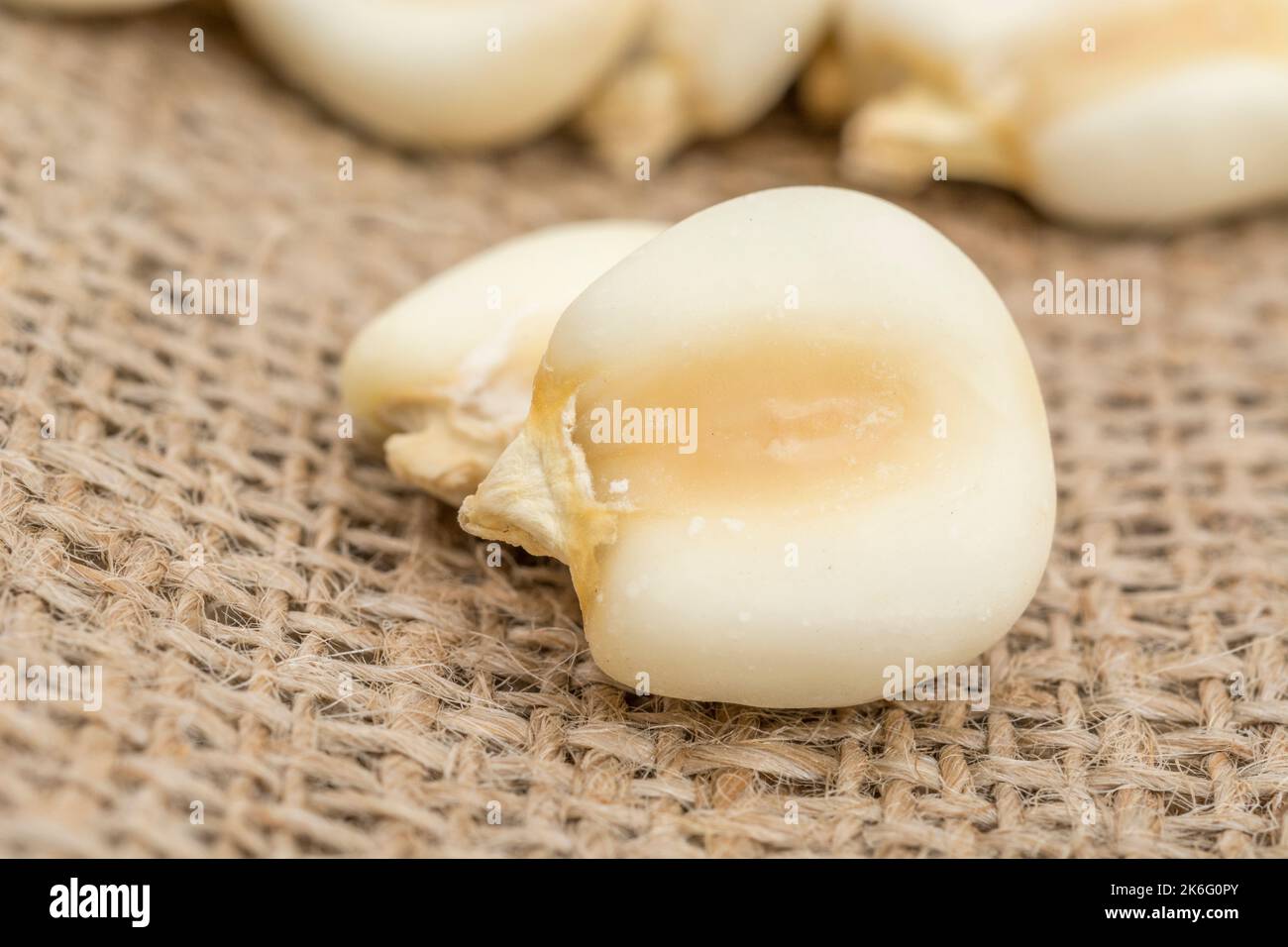 Close-up of dried white Corn / Maize kernels known in Mexico as Mote ...
