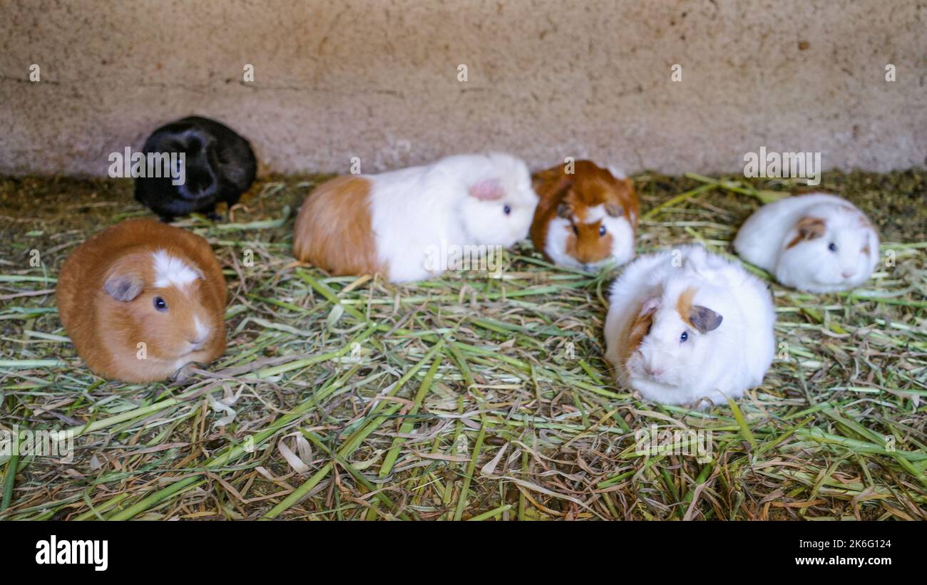 Guinea pigs being bred for food at a farm in the Sacred Valley, Cusco ...