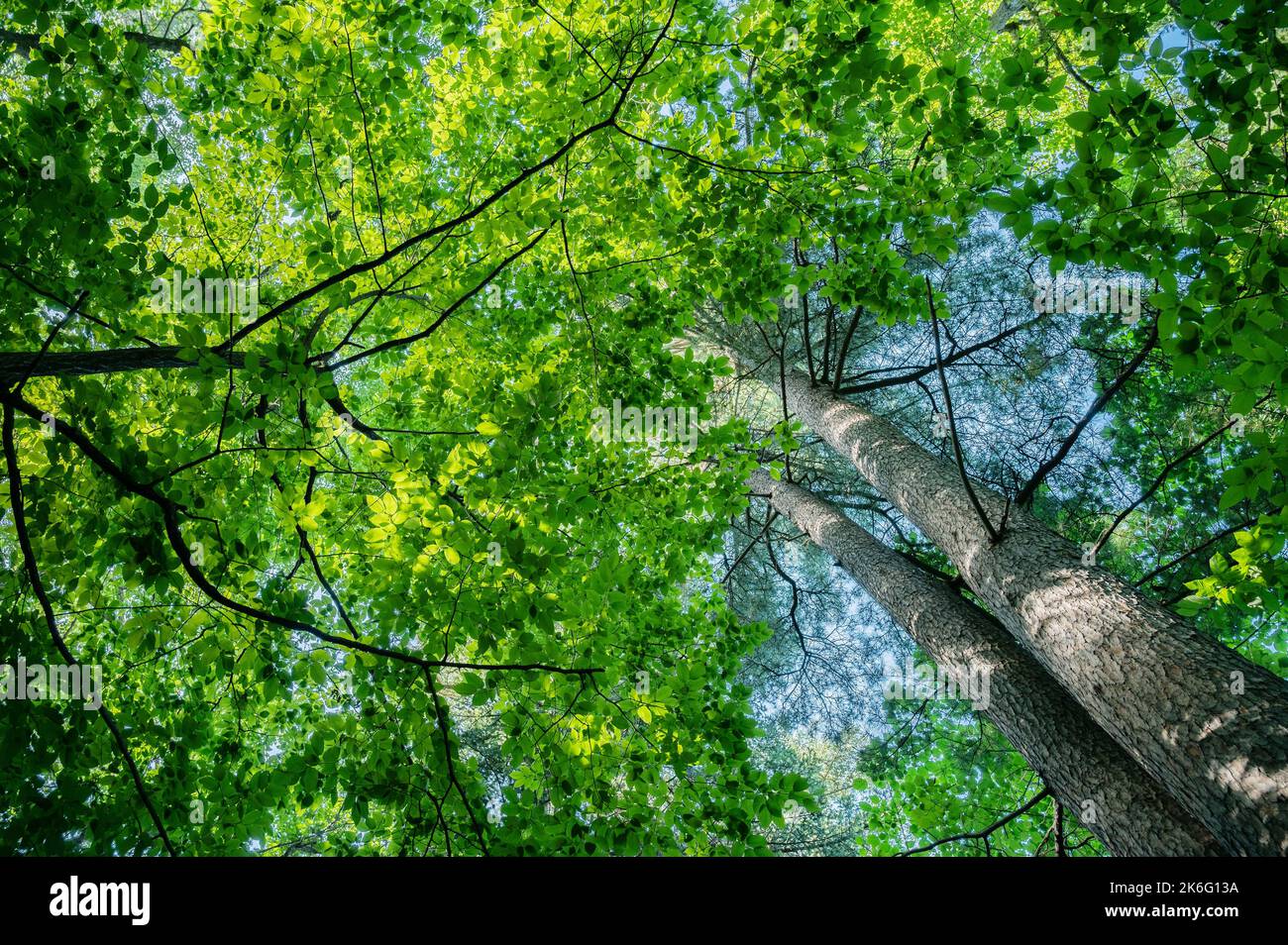 In summer forest - tree crowns Stock Photo - Alamy