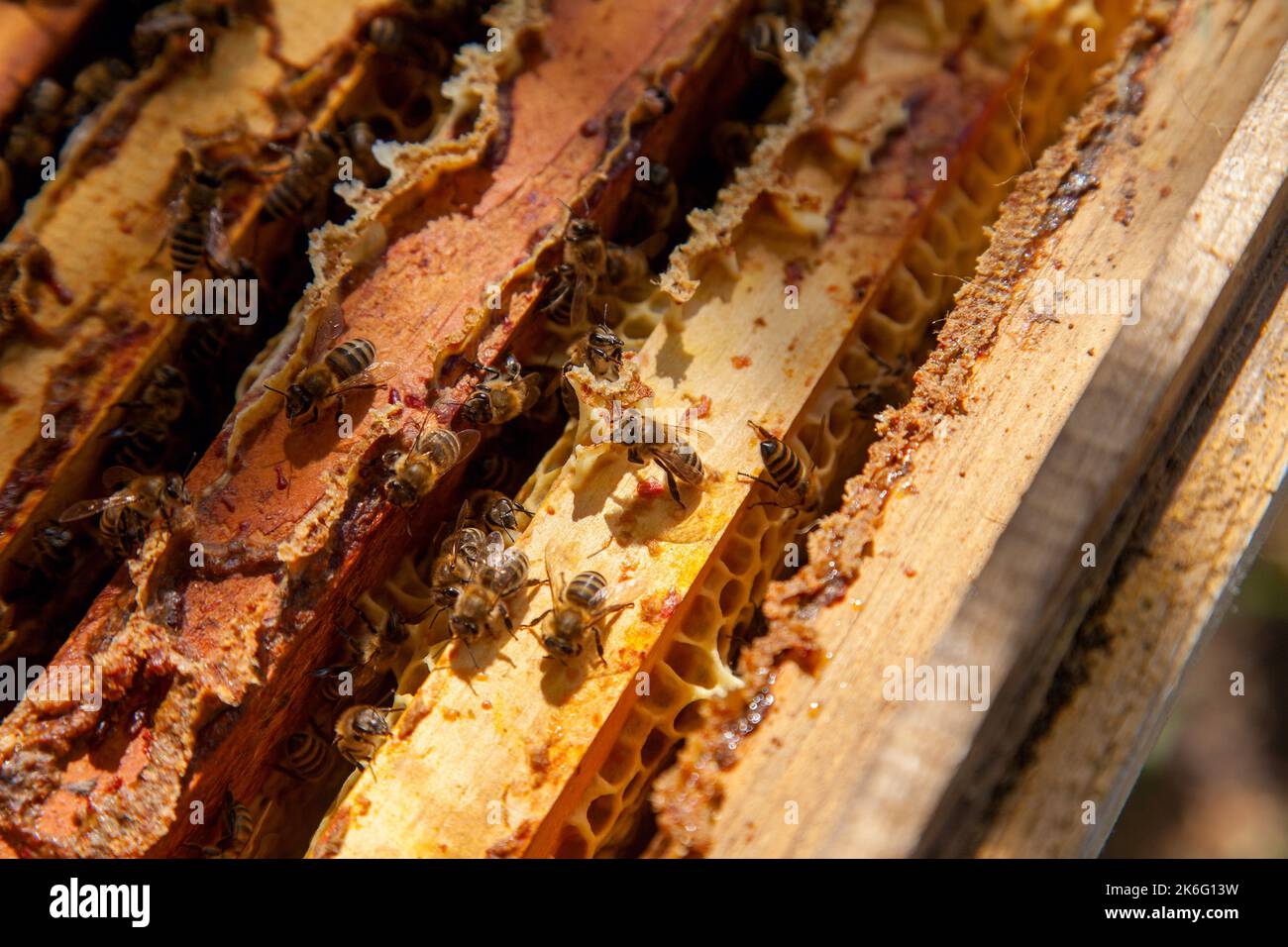 Frames of a beehive. Close up view of the opened hive body showing the ...