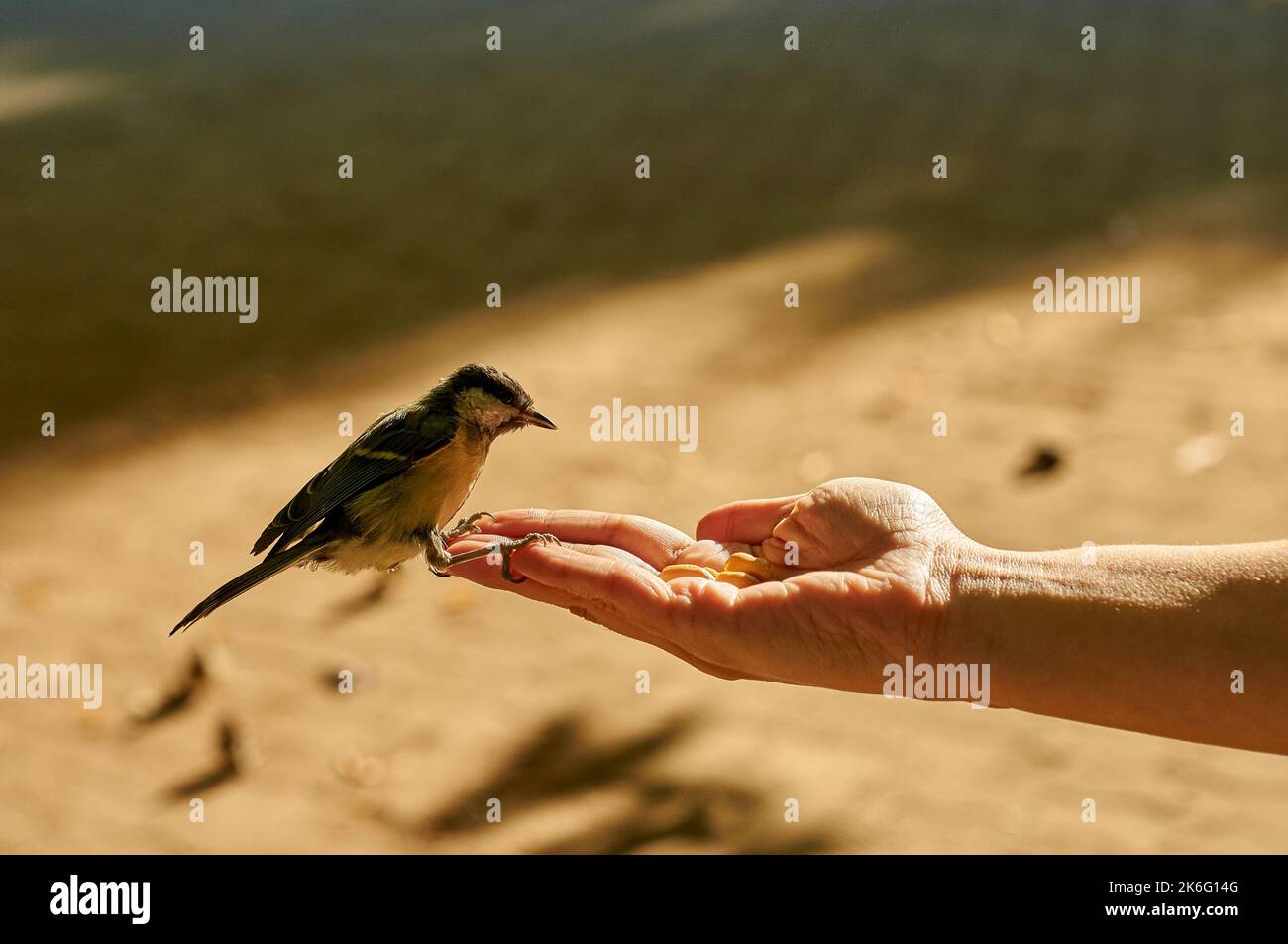 Hand eating birds hi-res stock photography and images - Alamy