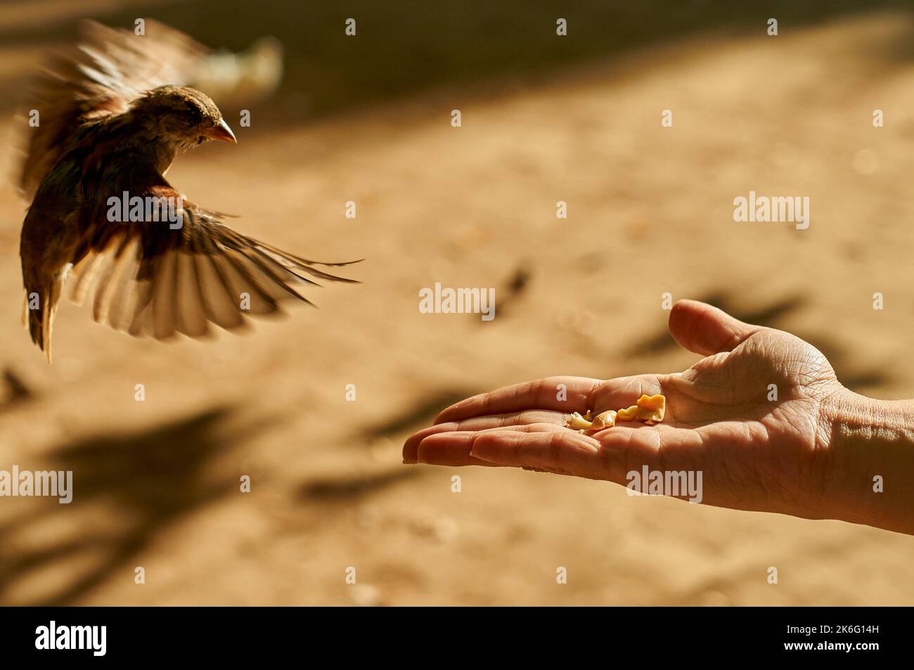 Bird eating from a girl's hand Stock Photo - Alamy