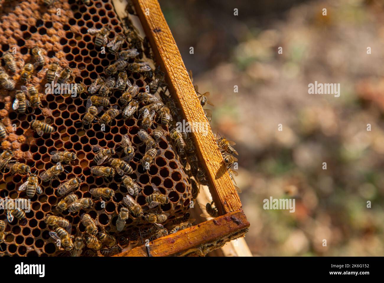 Frames of a beehive. Busy bees inside the hive with open and sealed ...