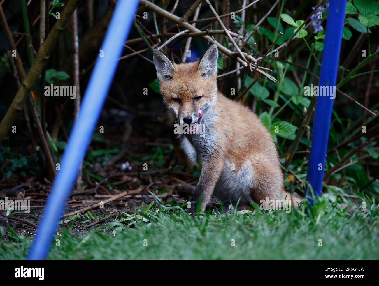 Urban fox cubs playing in the garden Stock Photo - Alamy