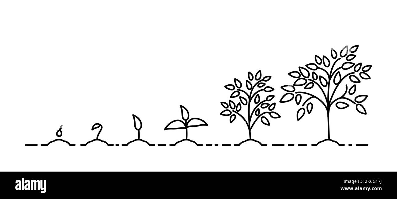 growth stages of a tree from a green leaf to a natural plant. Concept ...