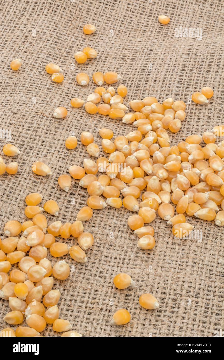 Corn kernels scattered hi-res stock photography and images - Alamy