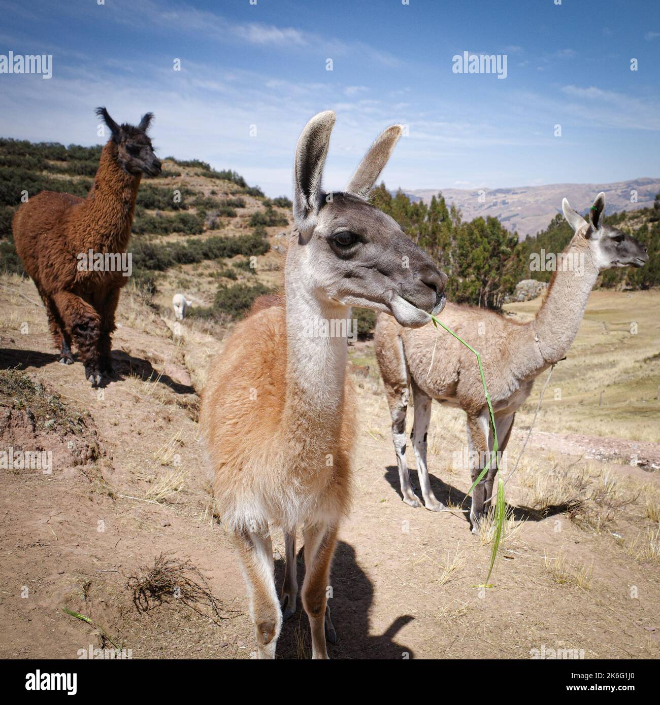 Llama at a ranch in the Andes Mountains, near Cusco, Peru Stock Photo ...