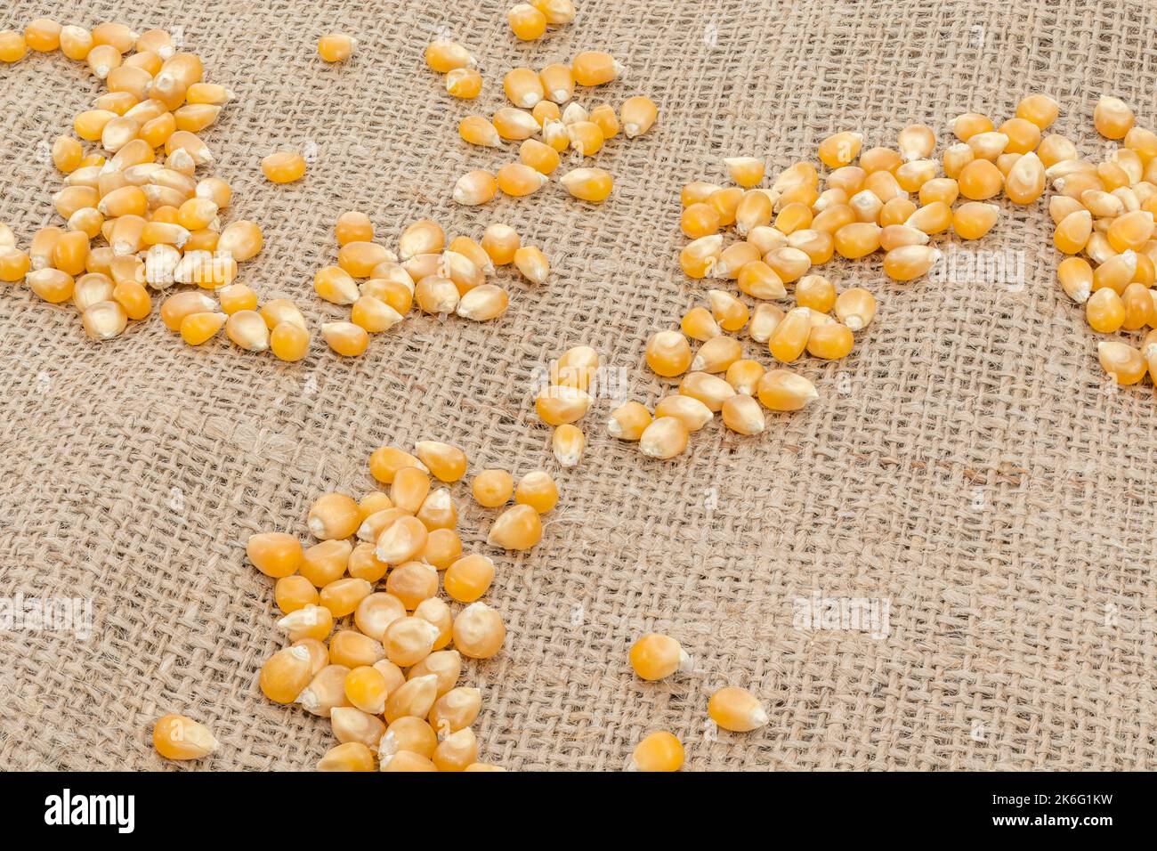 Zea mais everta hi-res stock photography and images - Alamy