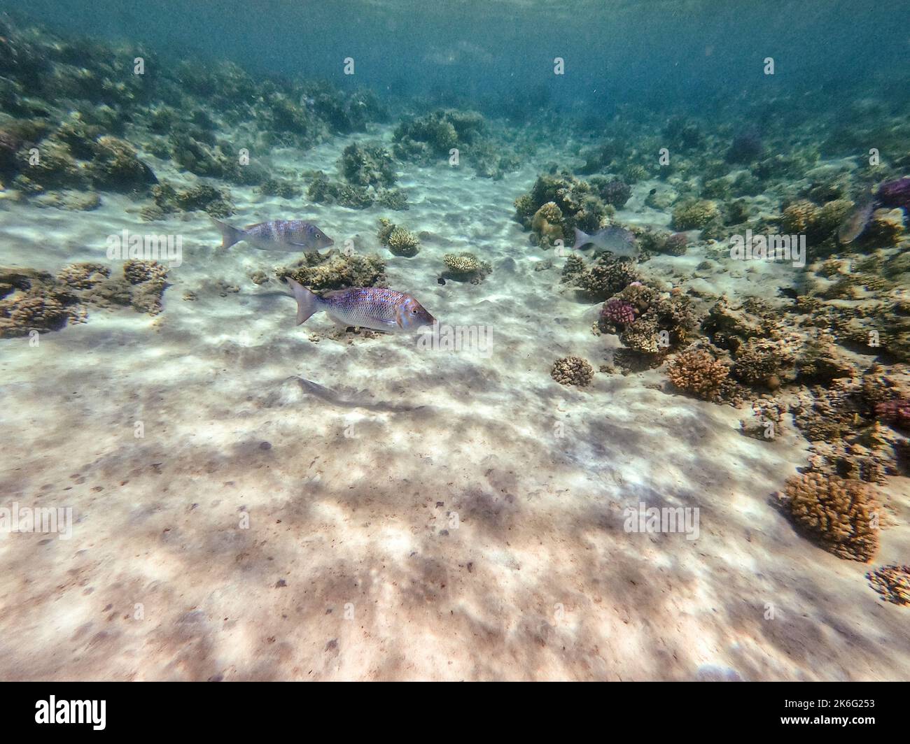 Tropical Spangled Emperor fish known as Lethrinus Nebulosus underwater ...