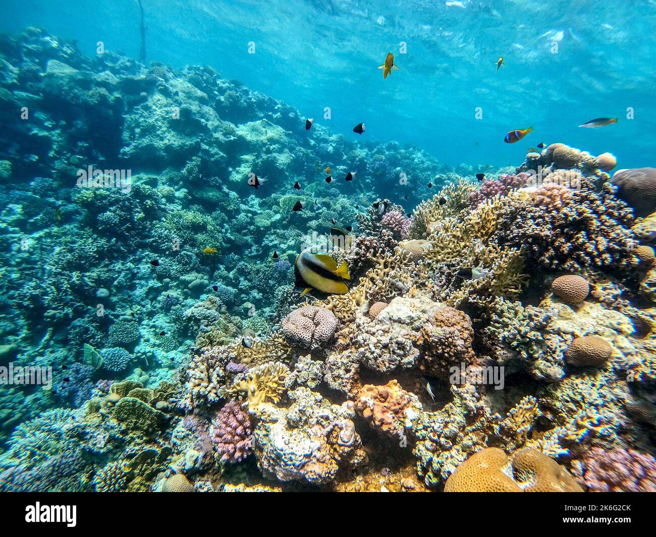 Red Sea bannerfish known as Heniochus intermedius underwater at the ...
