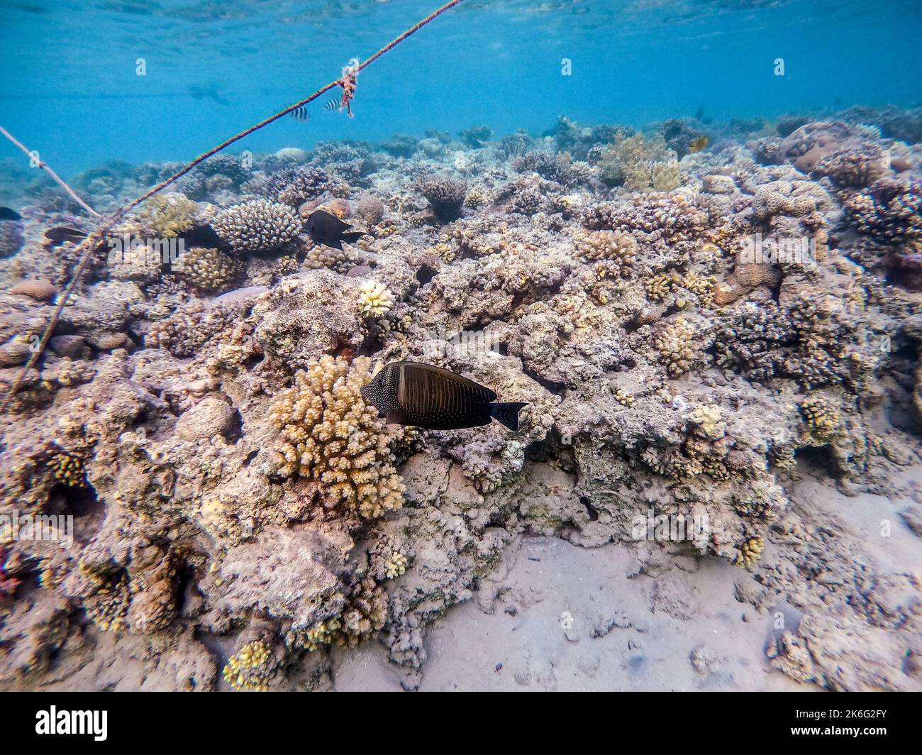 Tropical sailfin tang or Desjardin's sailfin tang known as Zebrasoma ...