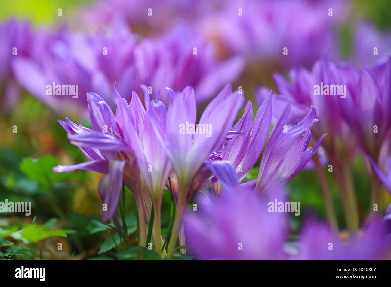 Colchicum (or autumn Crocus) is a genus of perennial flowering plants ...