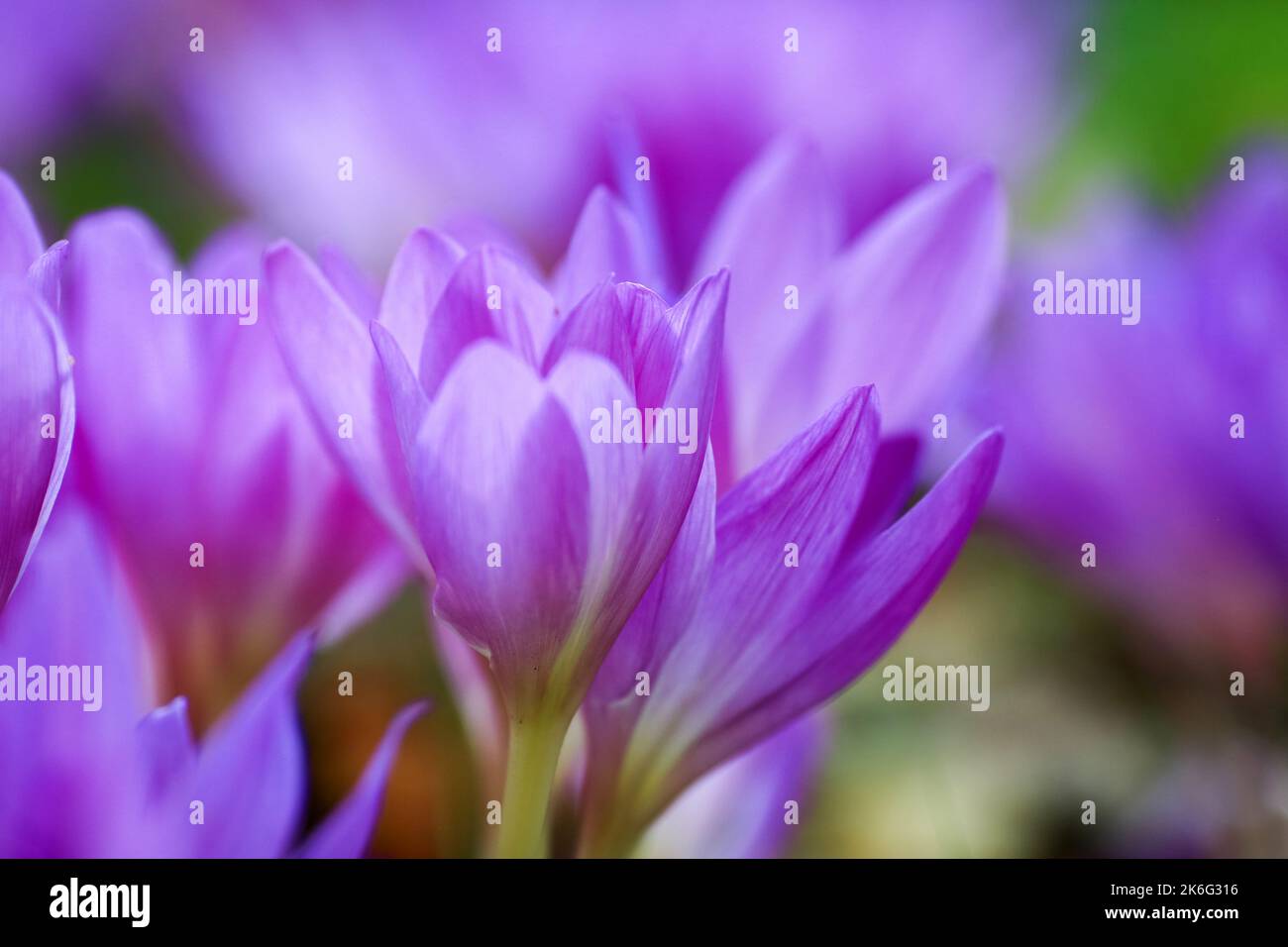 Colchicum (or autumn Crocus) is a genus of perennial flowering plants ...