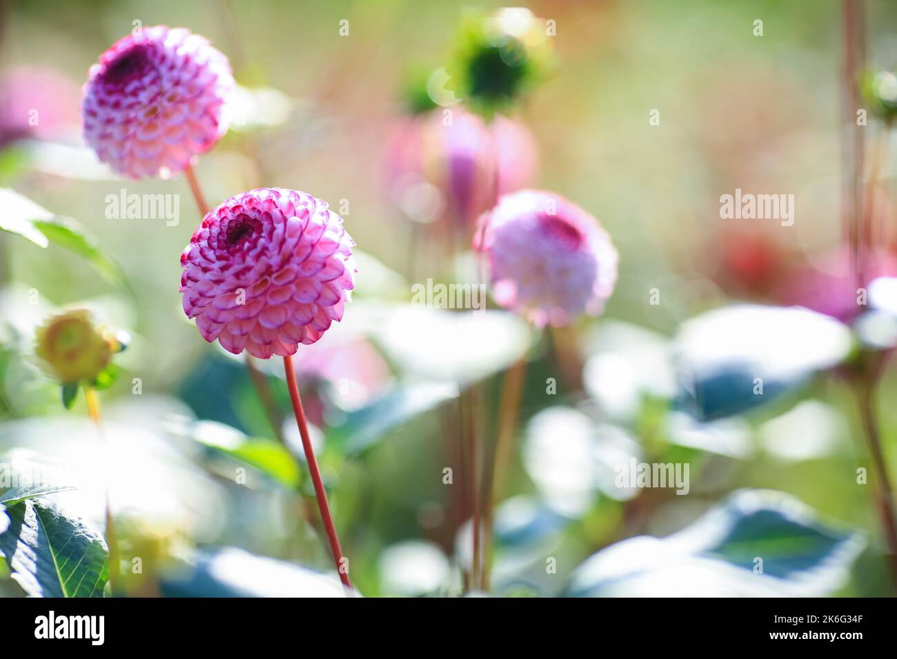 Dahlia is a member of the Compositae (also called Asteraceae) family of ...